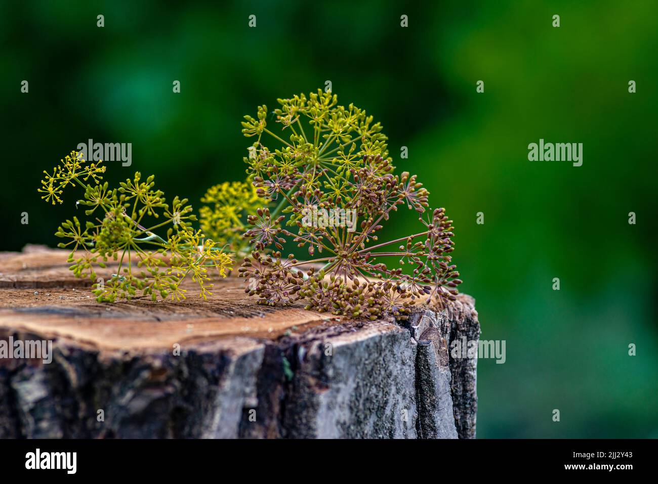 dill flower table, green nature background wood stump trunk outdoor ...