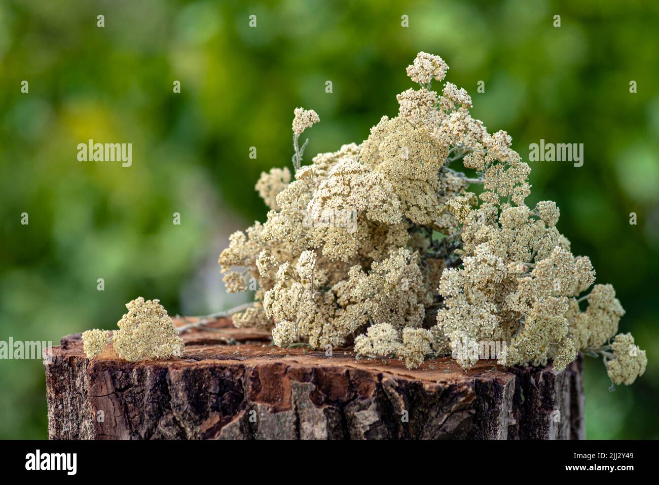 Common yarrow Achillea millefolium white dry flowers. milfoilold table ...