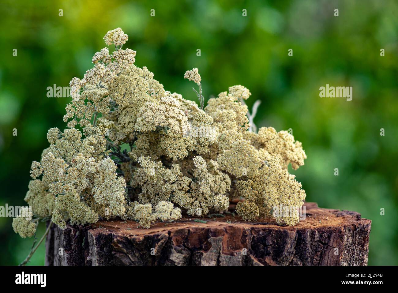 Common yarrow Achillea millefolium white dry flowers. milfoilold table ...