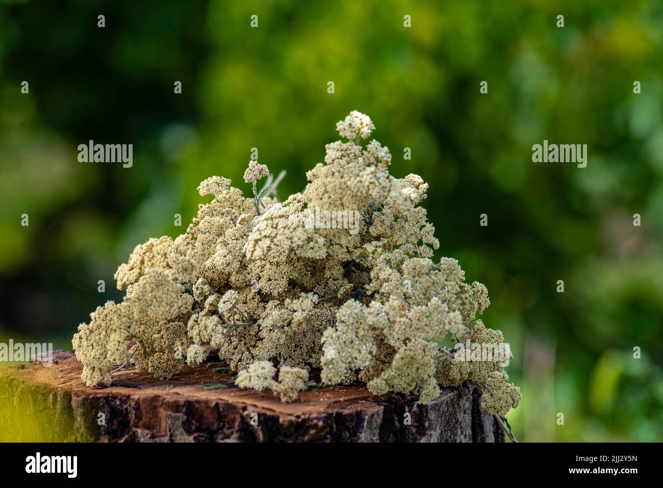 Common yarrow Achillea millefolium white dry flowers. milfoilold table ...