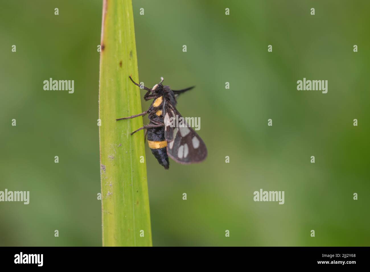 Bug Pokemon Leaf Blade