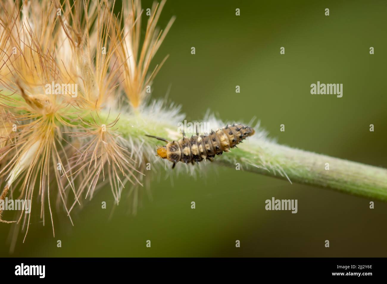 Macro photo of ladybird Beetle larva on grass inflorescence. It is a ...