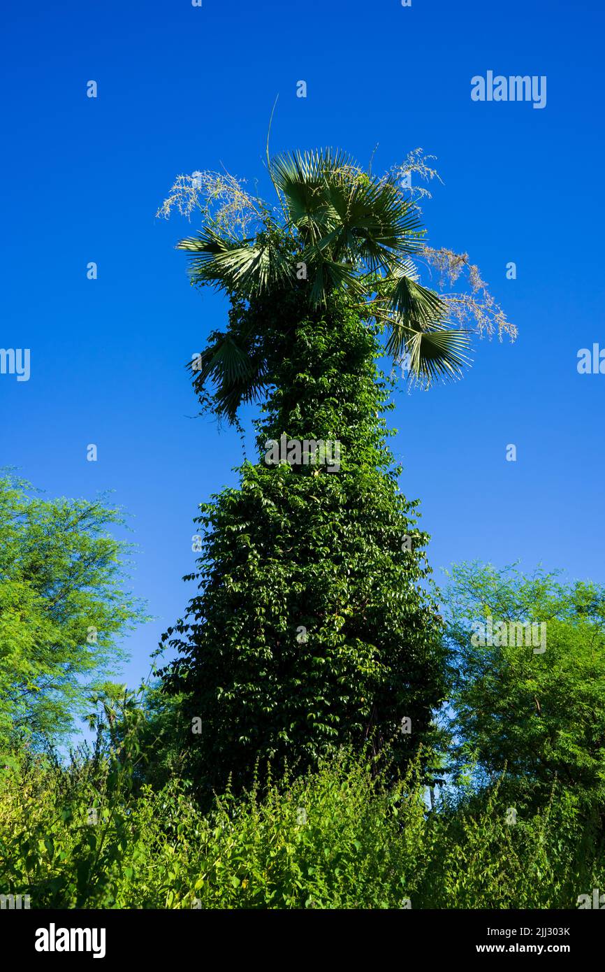 climbing plant on a carnauba tree (copernicia prunifera Stock Photo - Alamy