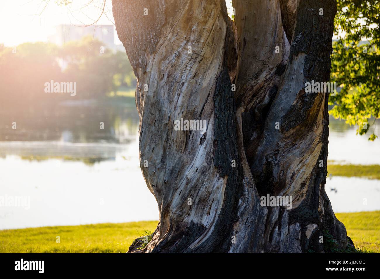 The trunk of an old oak tree. A large old tree with cracked bark. Tree ...