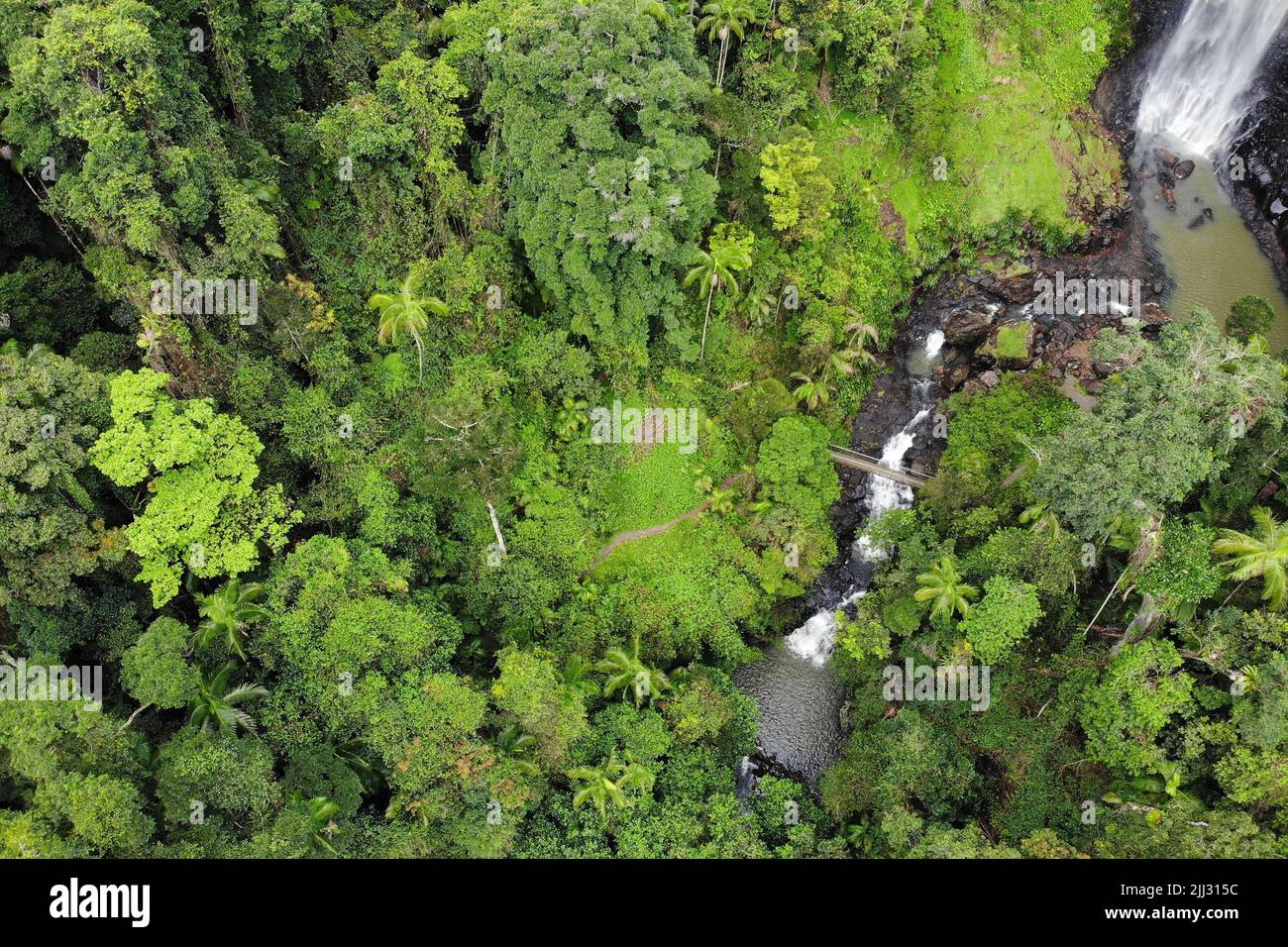Aerial view of beautiful lush rainforest in Springbrook National Park ...