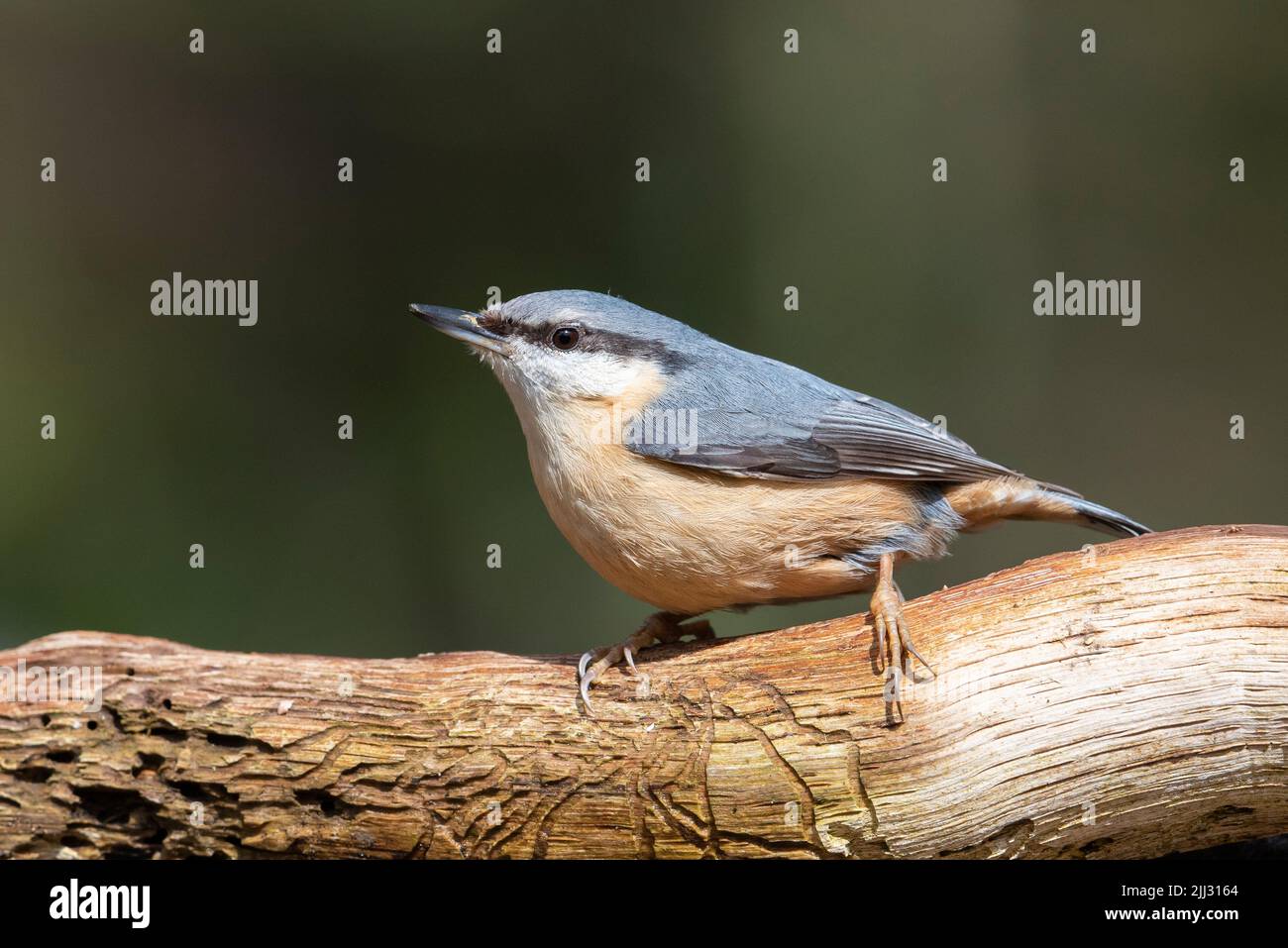 Eurasian Nuthatch (Sitta europaea) on an oak tree in a northern Oak ...