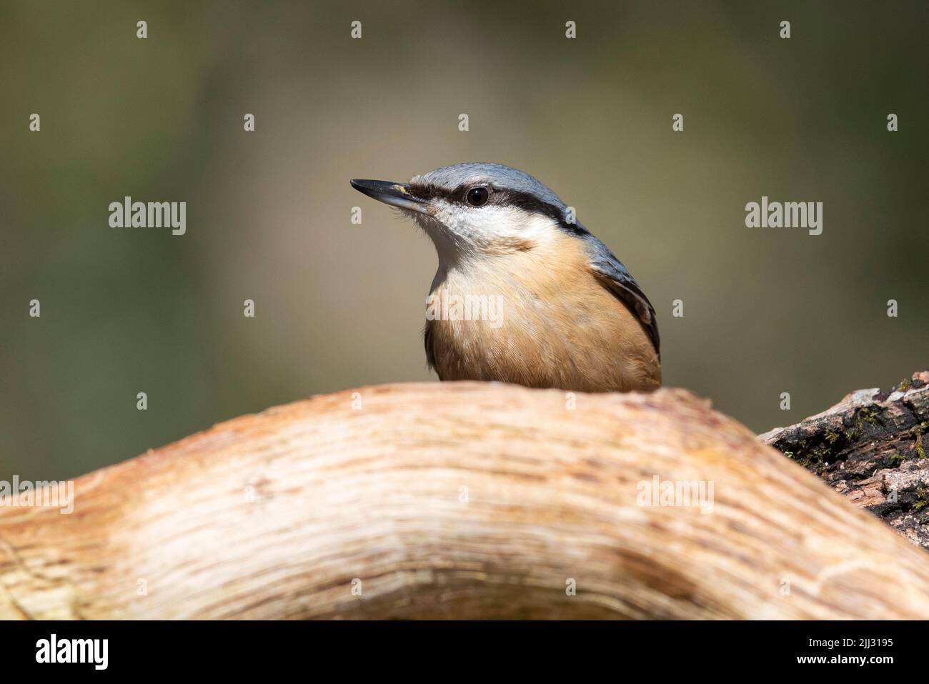 Eurasian Nuthatch (Sitta europaea) on an oak tree in a northern Oak ...