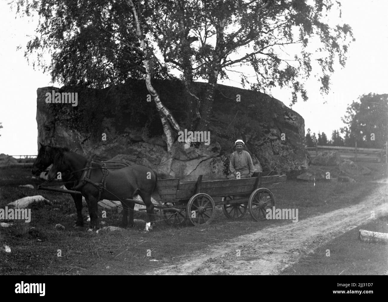 The birch that grows in the clover block and a horse cart. A man in the ...