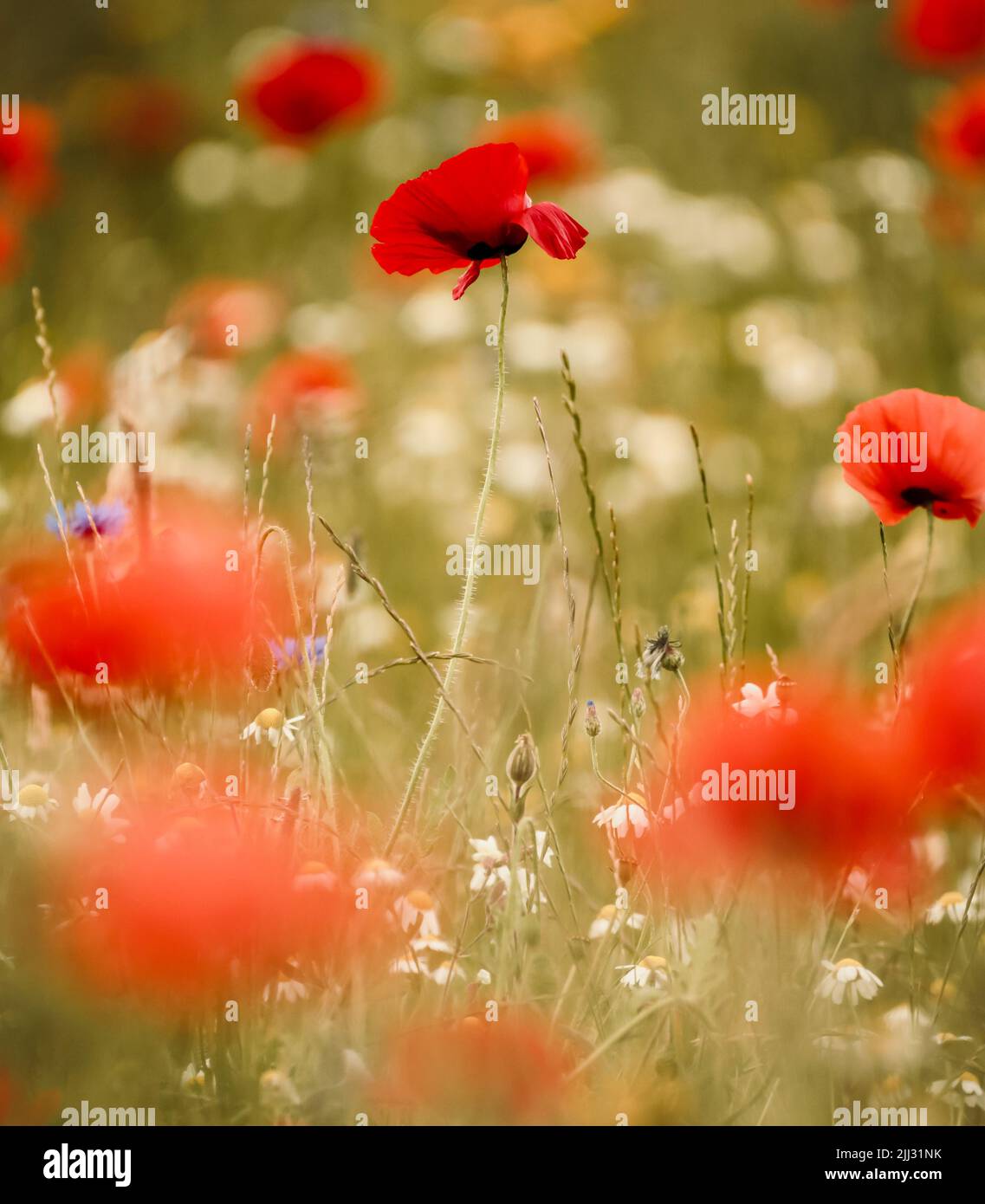 Summer `Poppies and meadow flowers Stock Photo - Alamy