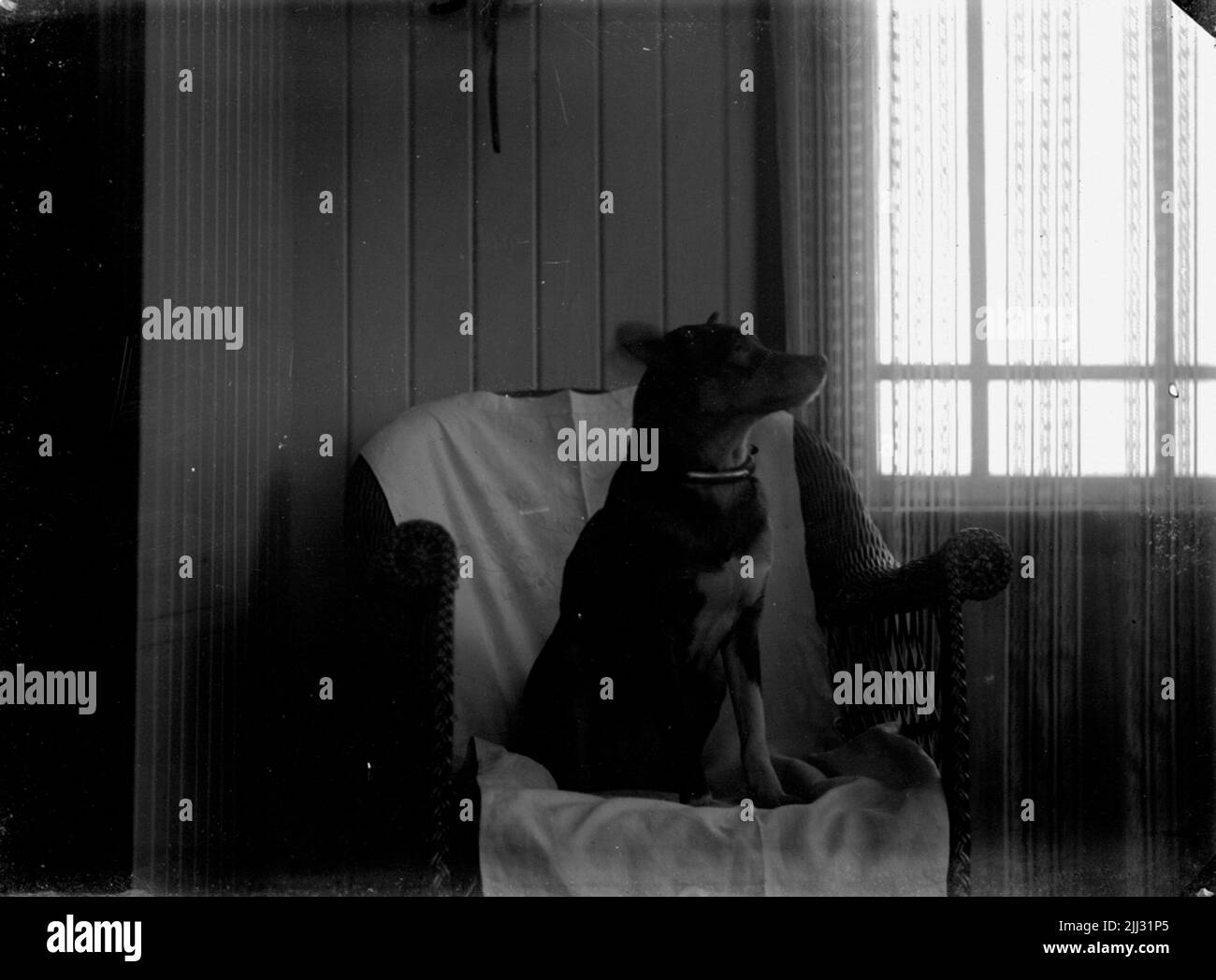 Room interior, a dog Stock Photo - Alamy