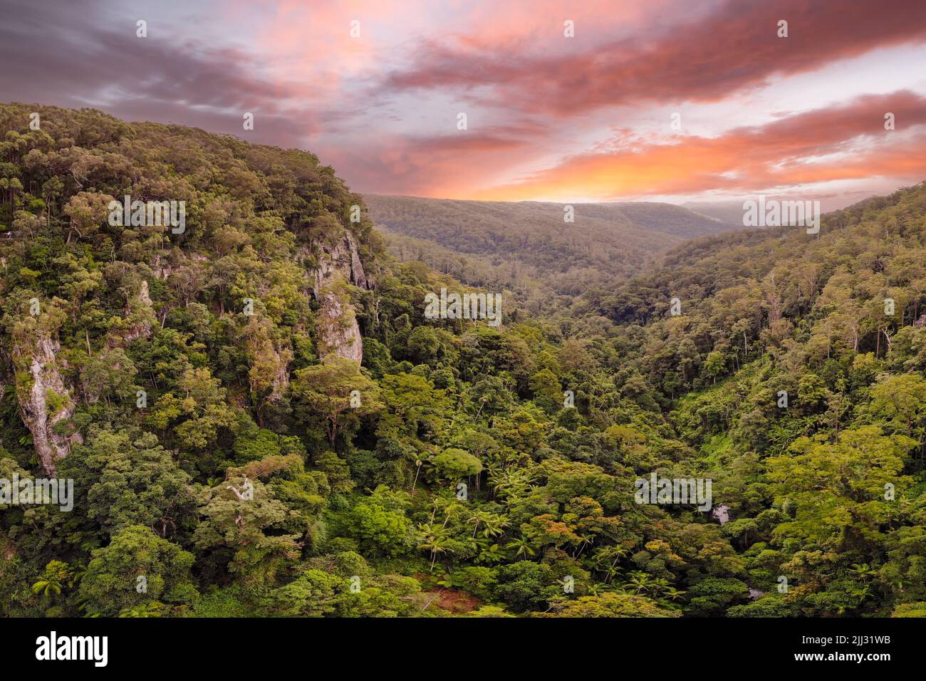 Landscape rainforest views in Springbrook National Park with incredible ...