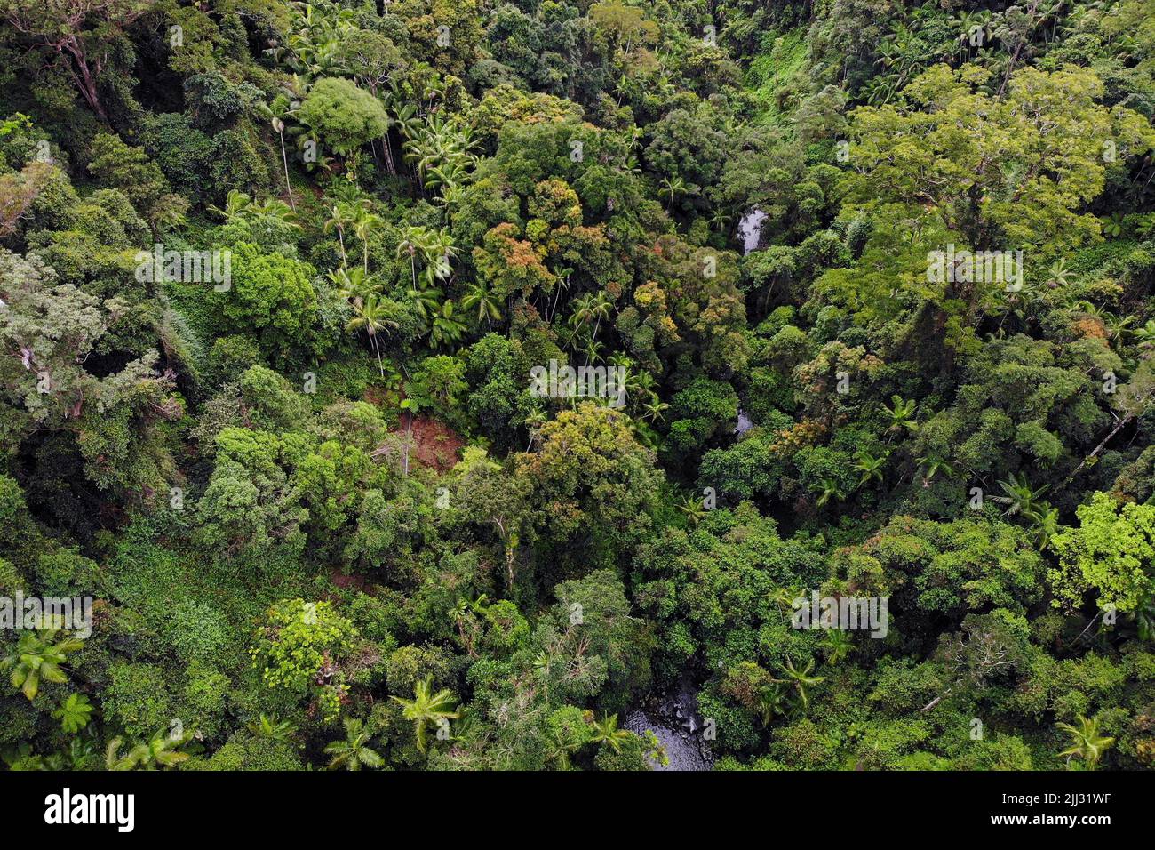 Landscape rainforest views in Springbrook National Park with incredible ...
