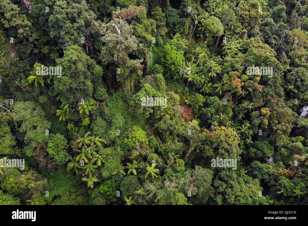 Landscape rainforest views in Springbrook National Park with incredible ...