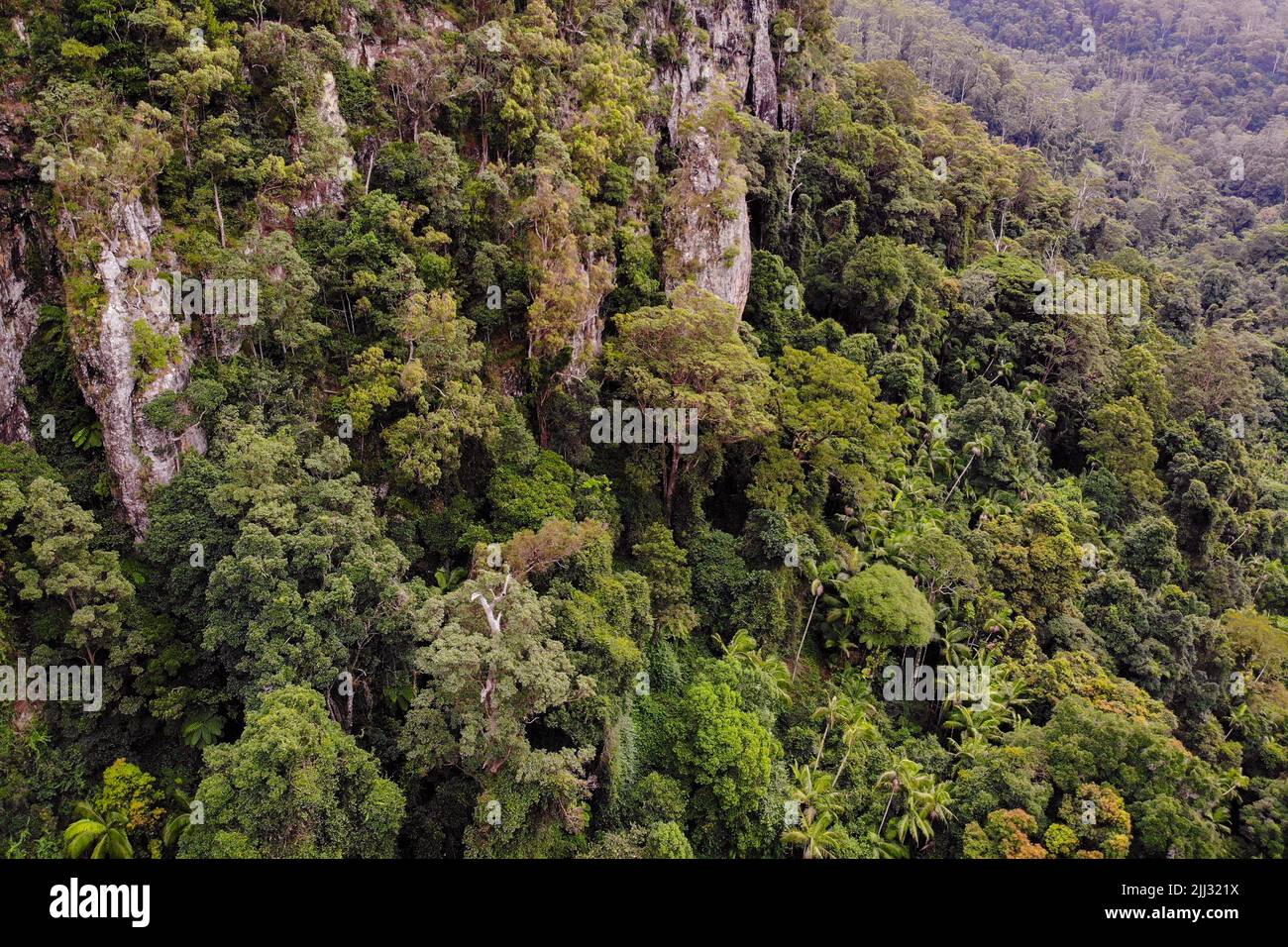 Landscape rainforest views in Springbrook National Park with incredible ...