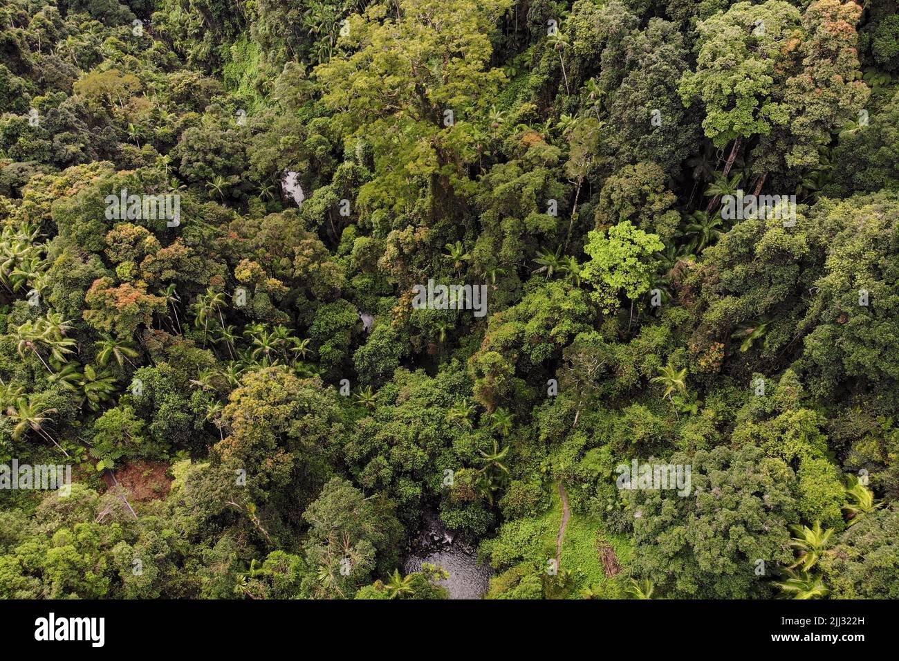 Landscape rainforest views in Springbrook National Park with incredible ...