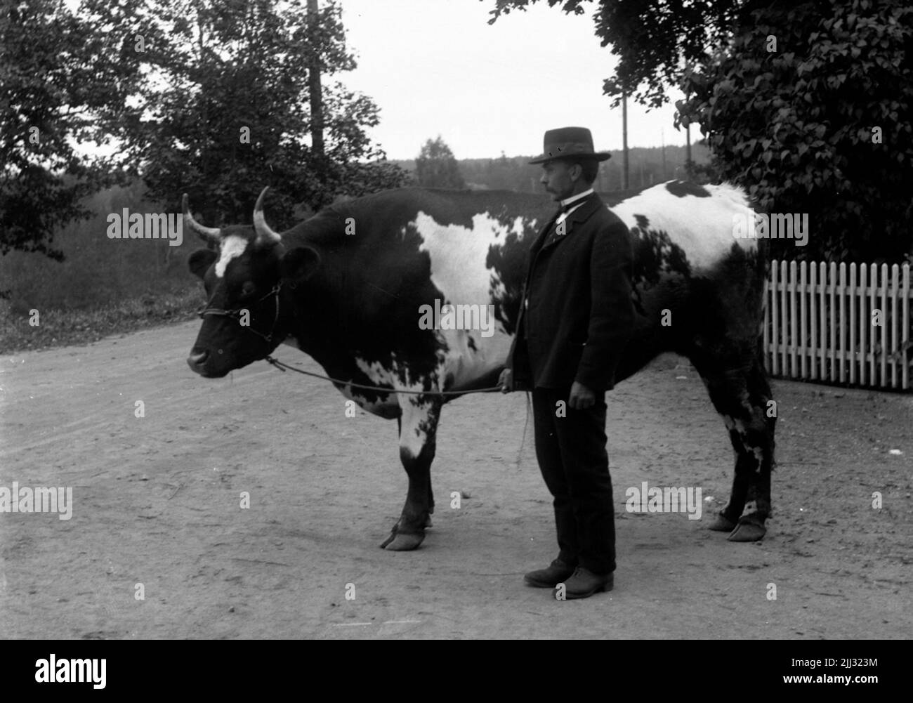 A man with a cow Stock Photo - Alamy