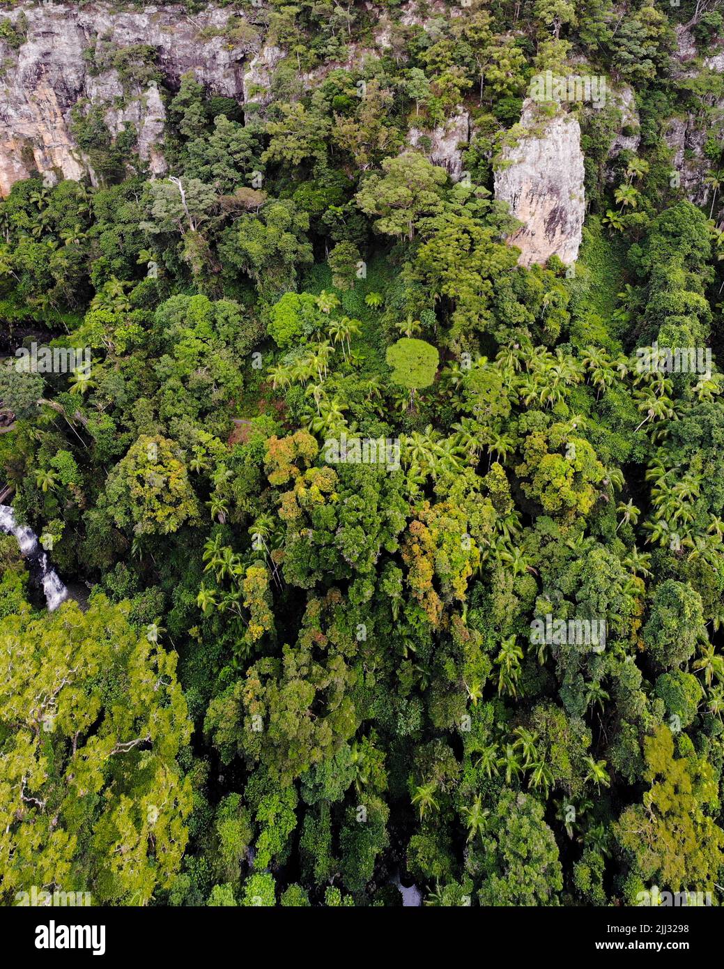 Aerial rainforest views in Springbrook National Park with dense flora ...
