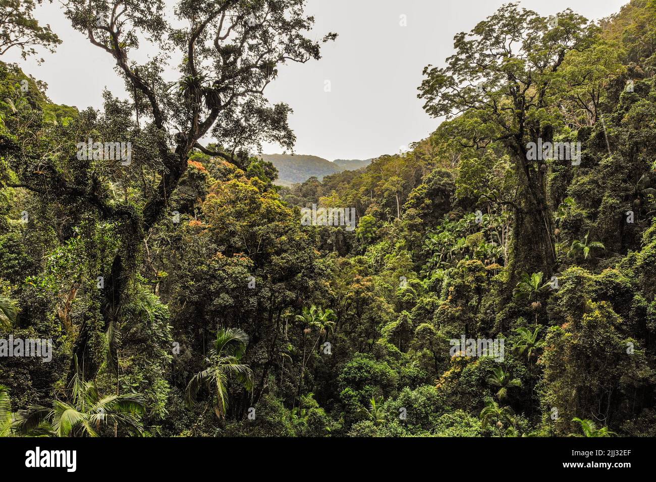 Rainforest views in Springbrook National Park Stock Photo - Alamy
