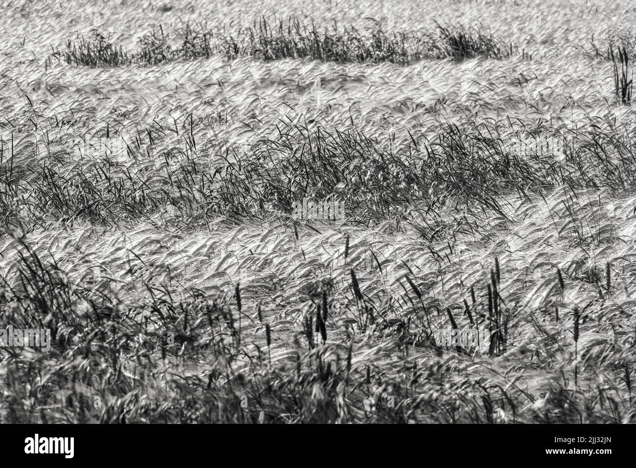 Wind blown confield Stock Photo - Alamy