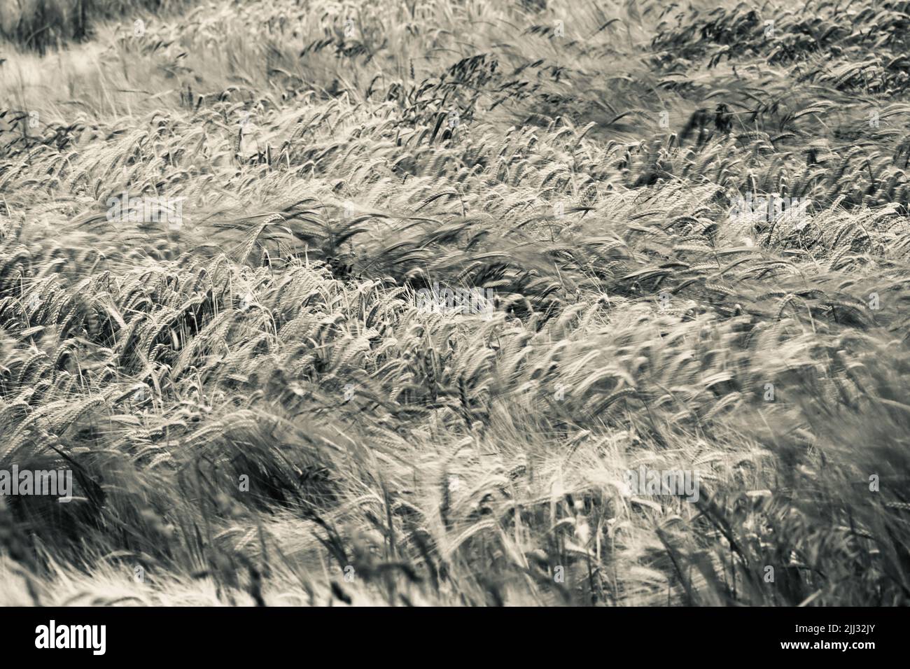 Wind blown confield Stock Photo - Alamy
