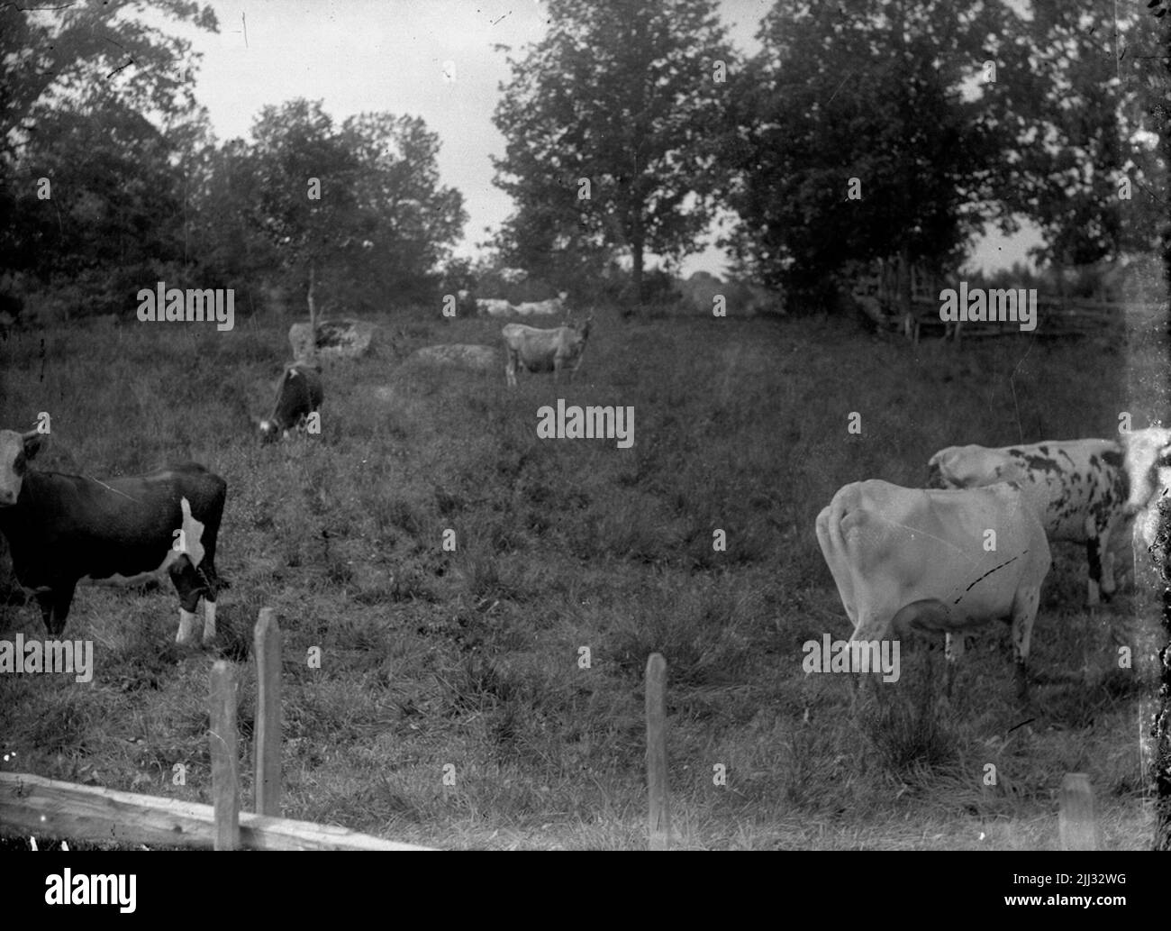 Grazing farming Black and White Stock Photos & Images - Alamy