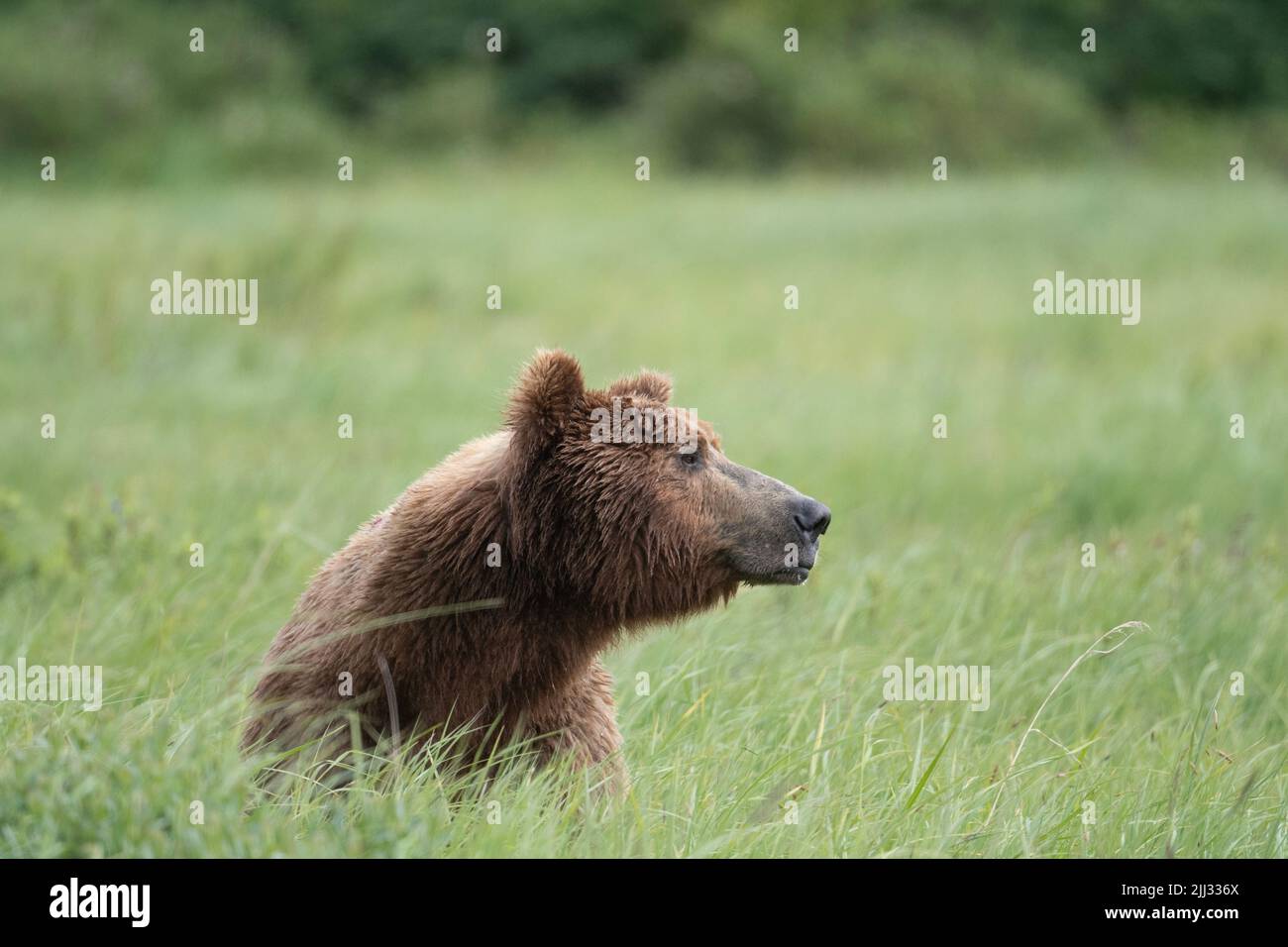 Alaskan brown bear walking through high vegetation in McNeil River ...