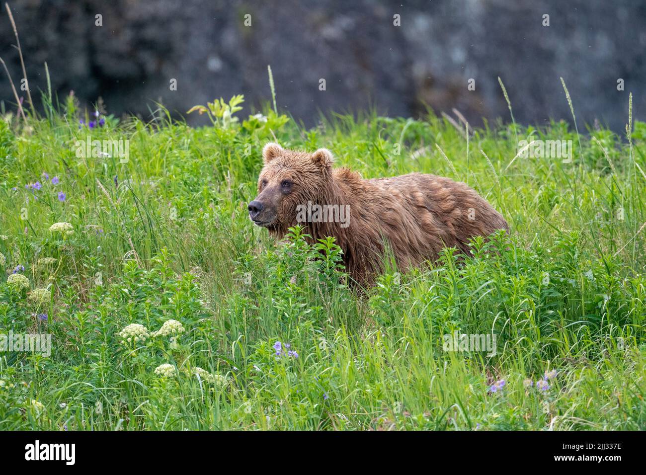 Alaskan brown bear walking through high vegetation in McNeil River ...
