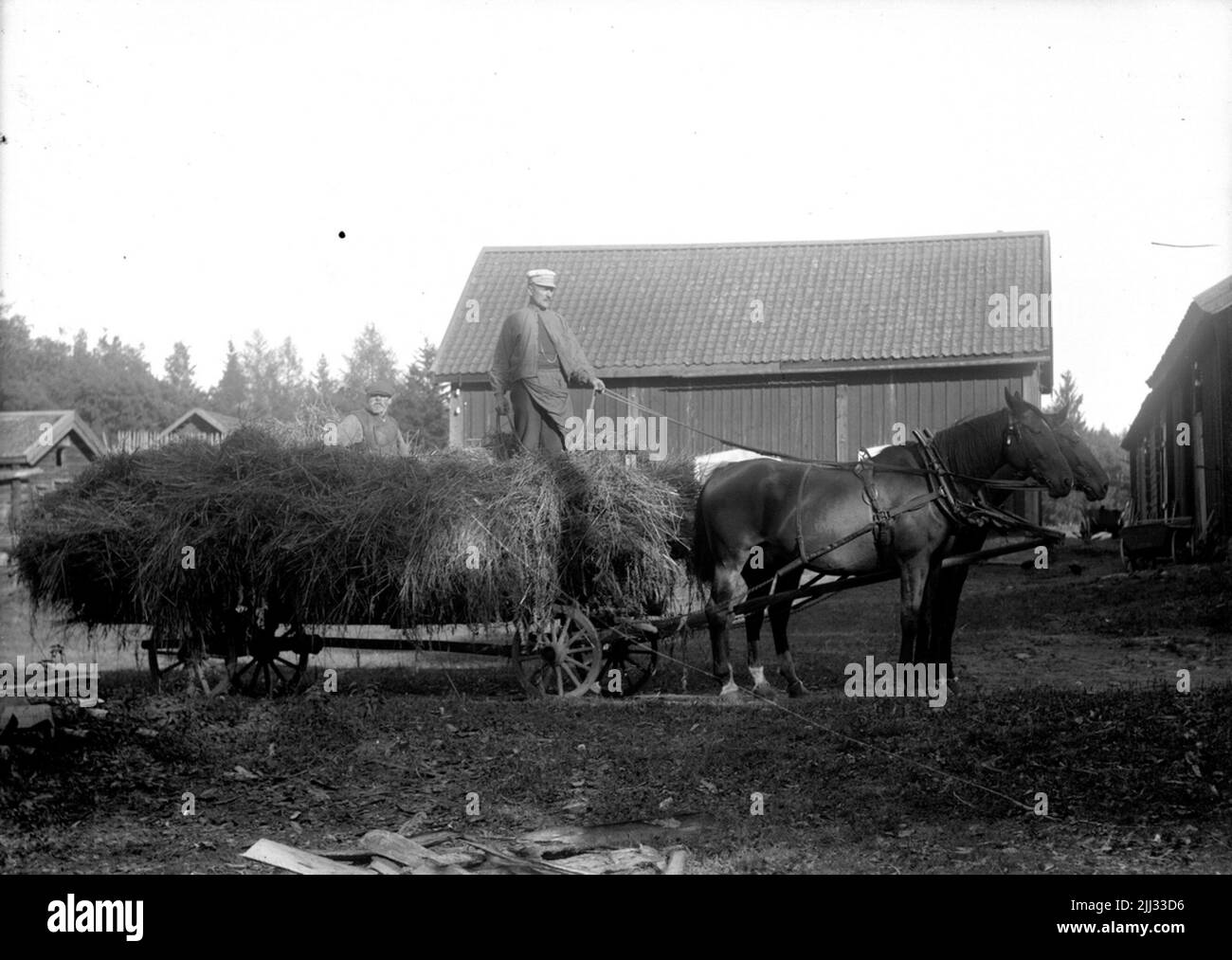 Horses tense for carriage with hay, two men. Buildings Stock Photo - Alamy