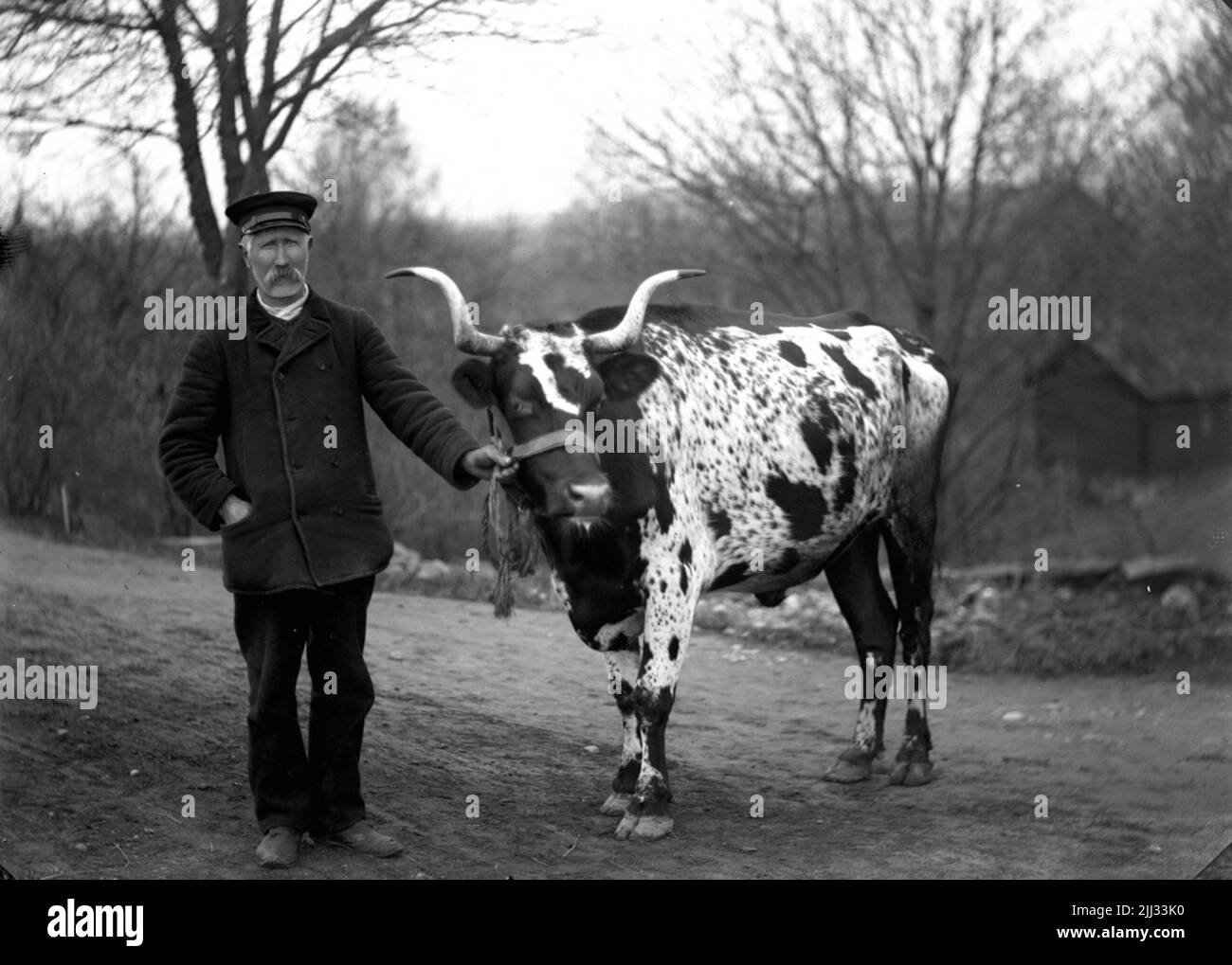 A man with a cow Stock Photo - Alamy