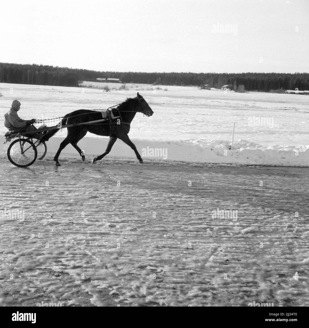 Trotting premiere in Fornaboda.2 February 1955 Stock Photo - Alamy