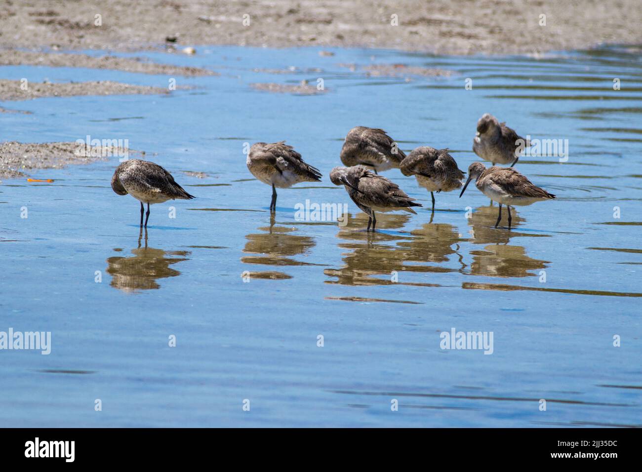 Willets napping in the water Stock Photo - Alamy