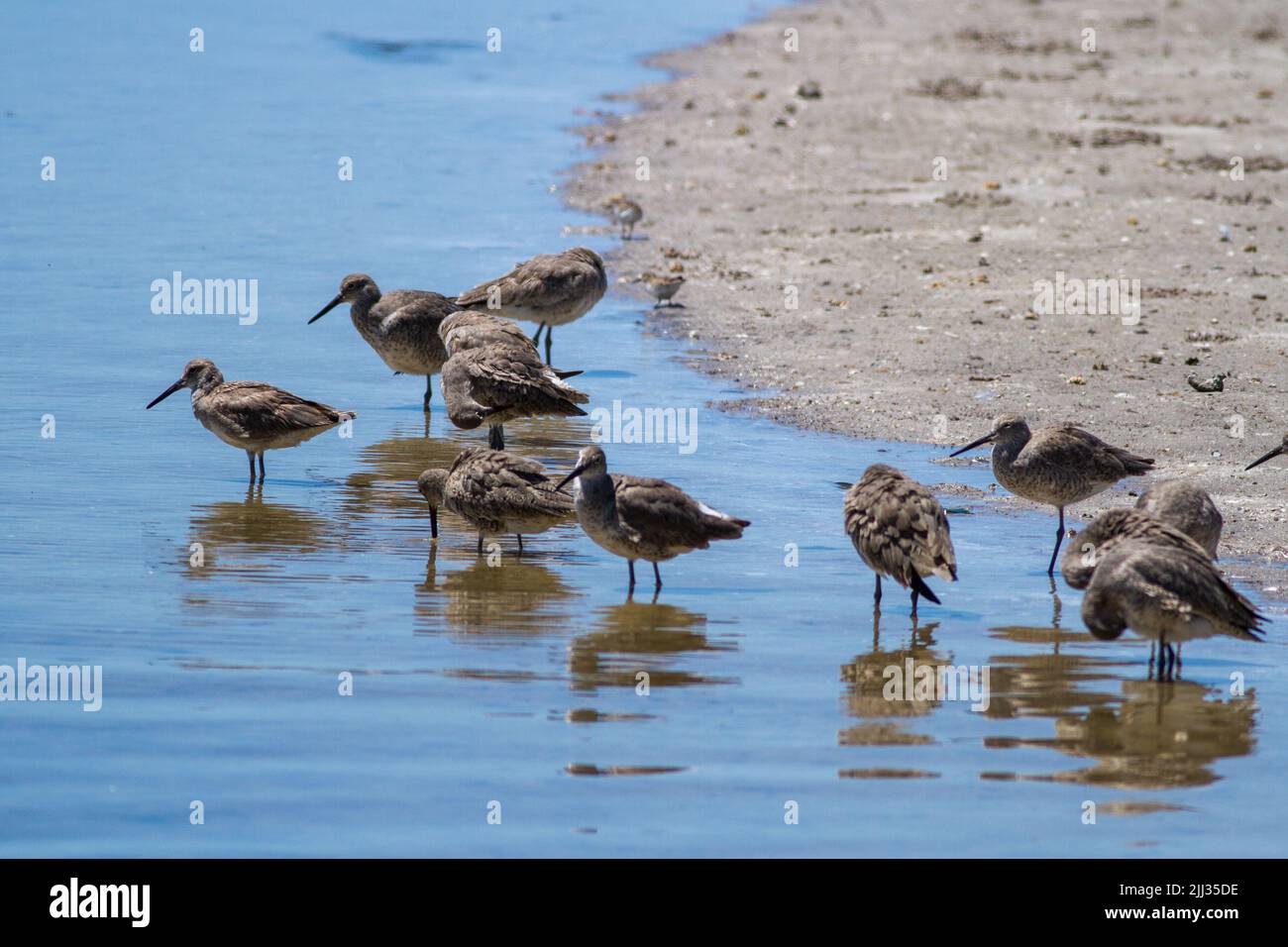 Willets hi-res stock photography and images - Alamy