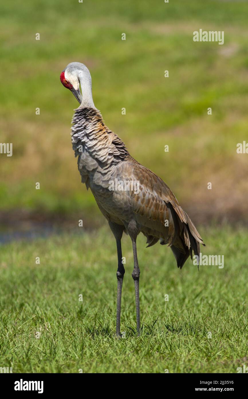Crane preening hi-res stock photography and images - Alamy