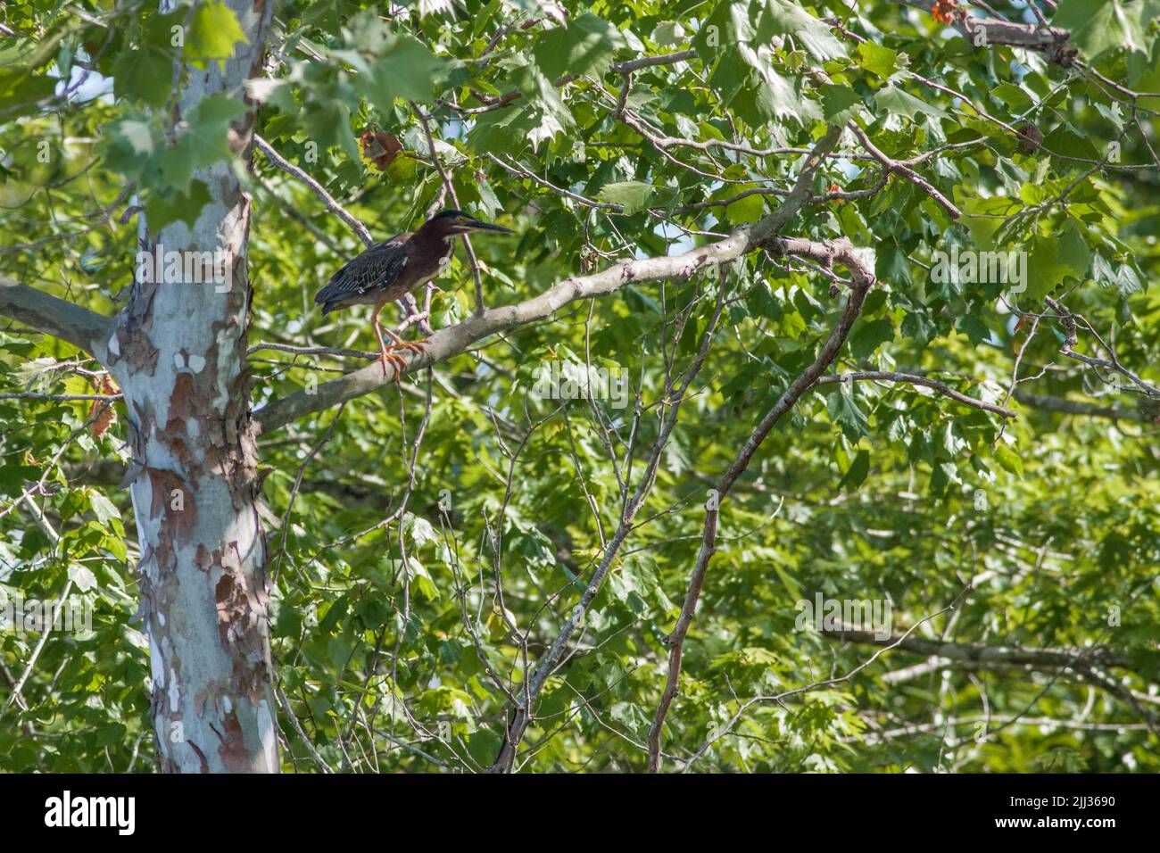 Sycamore tree bird hi-res stock photography and images - Alamy