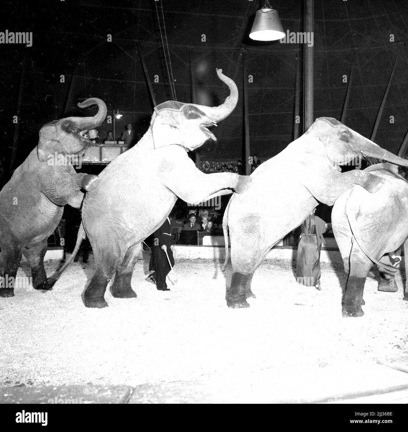 1950s circus clown Black and White Stock Photos & Images - Alamy