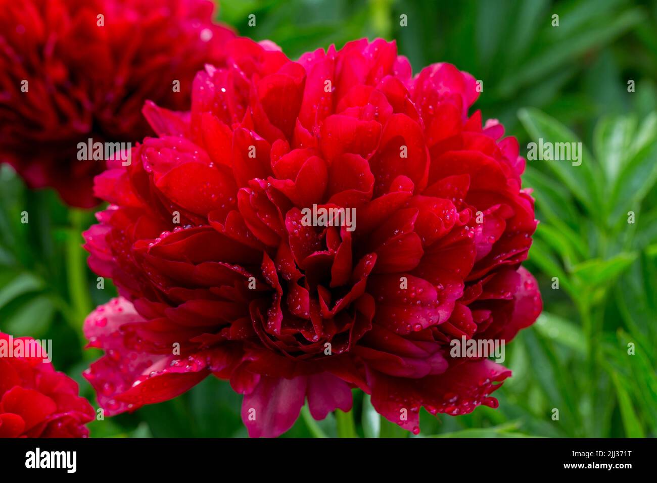 Red Peony albiflora. Paeonia officinalis Command Performance in the ...
