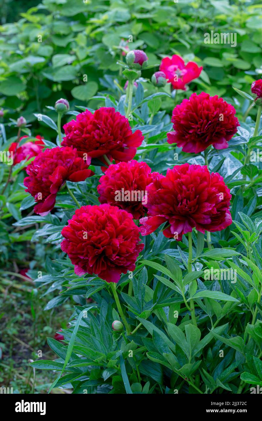 Cottage garden double red peony hi-res stock photography and images - Alamy