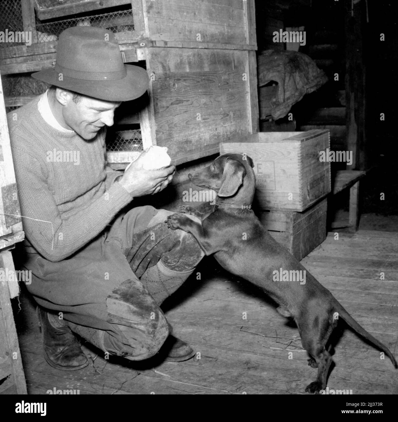 Livestock 4 Black and White Stock Photos & Images - Alamy