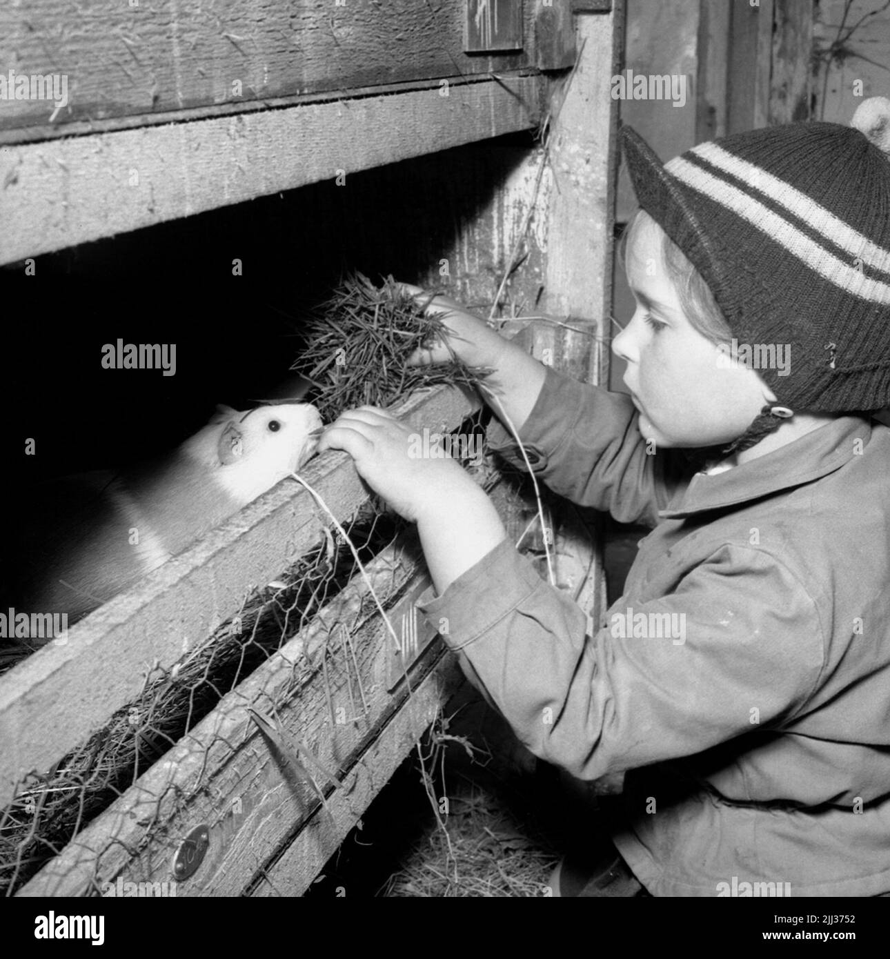 Mink farm breeding animals hi-res stock photography and images - Alamy
