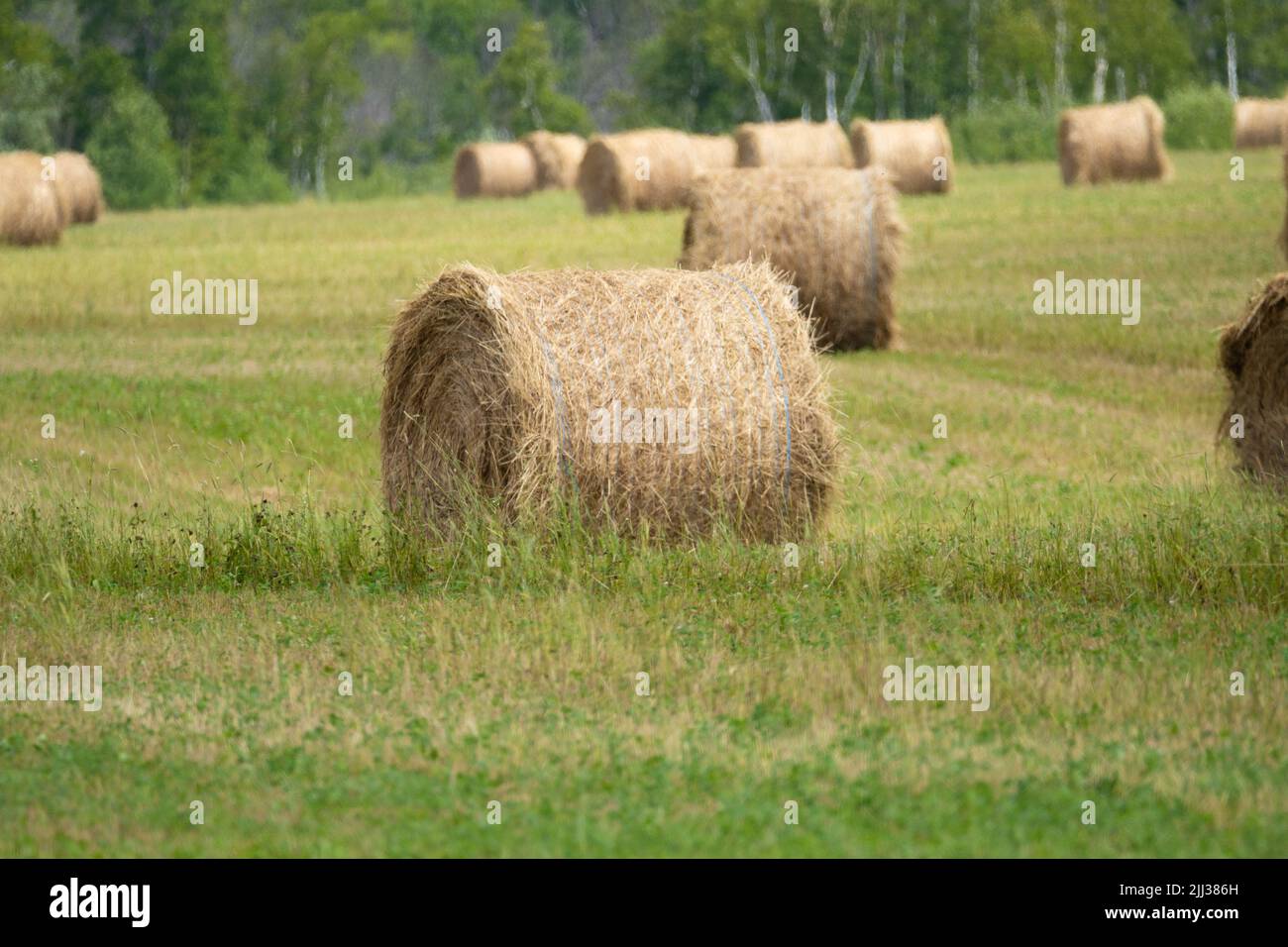 Hayfield cut hi-res stock photography and images - Alamy