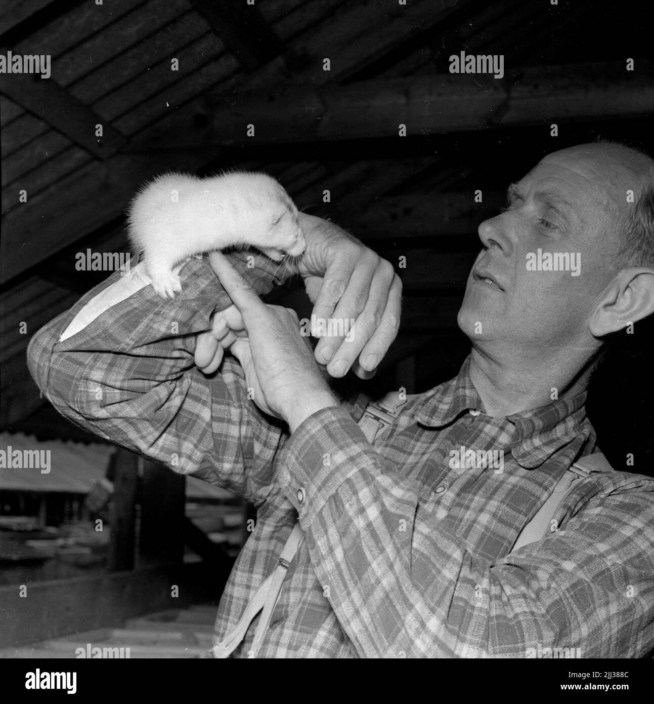 Mink farm hi-res stock photography and images - Alamy