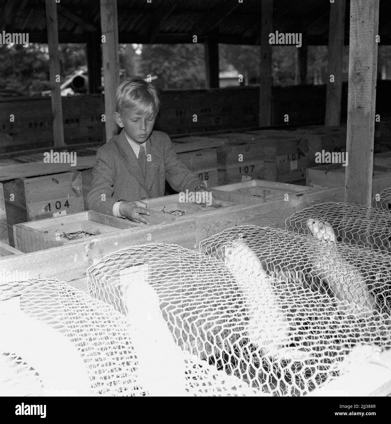 Mink farm in Mosås.12 July 1955 Stock Photo - Alamy