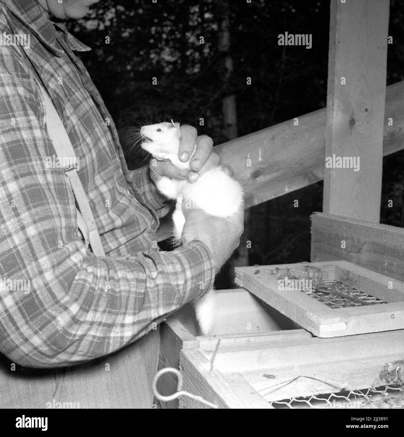 Mink farm hi-res stock photography and images - Alamy