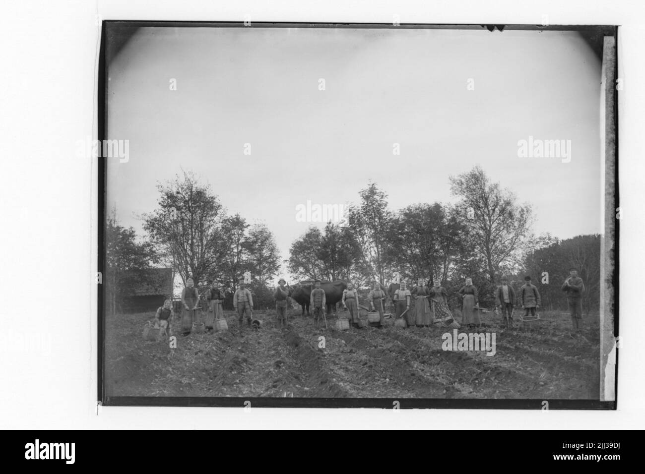 Potato picker, 15 people Stock Photo - Alamy