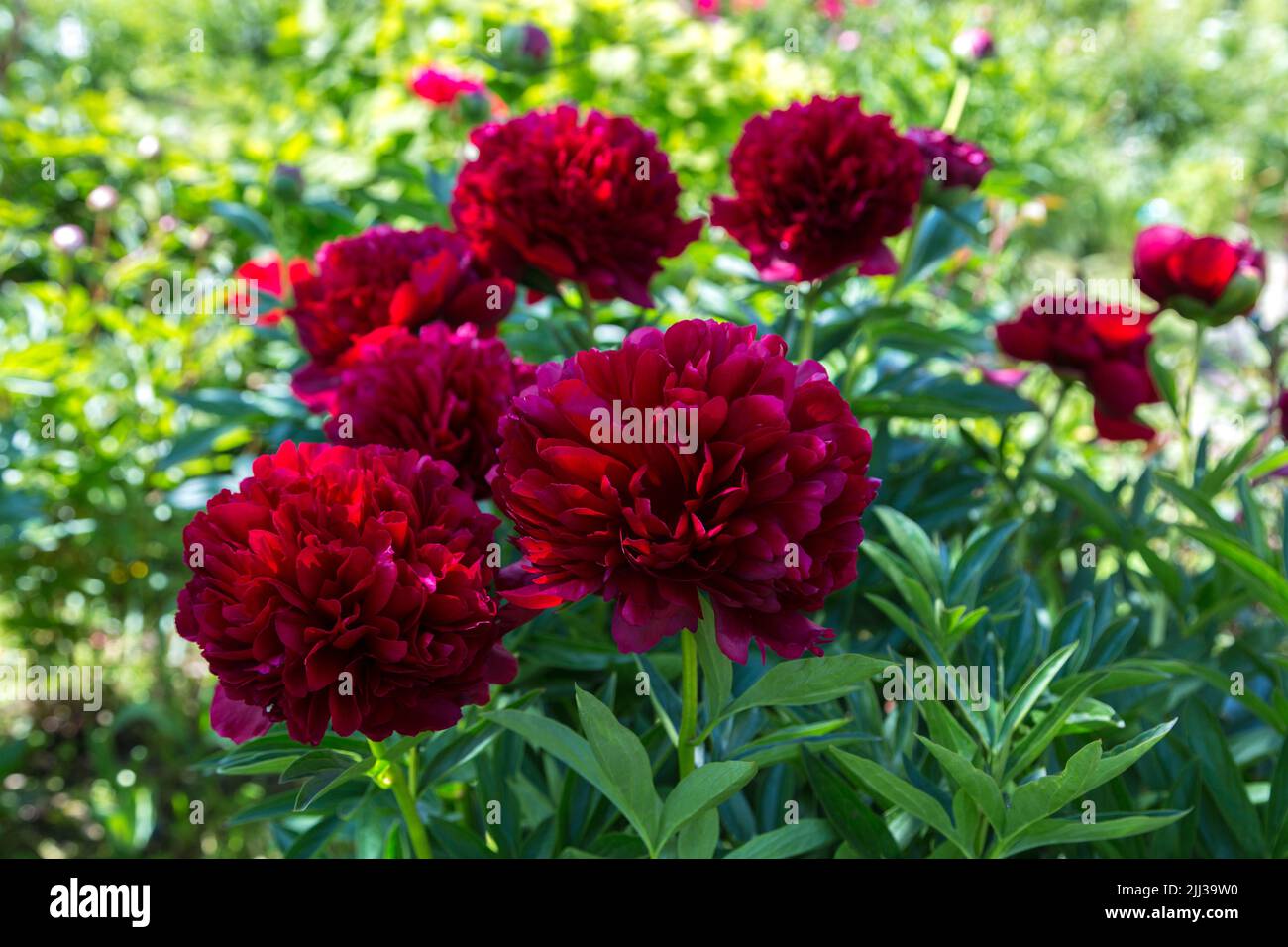 Cottage garden double red peony hi-res stock photography and images - Alamy