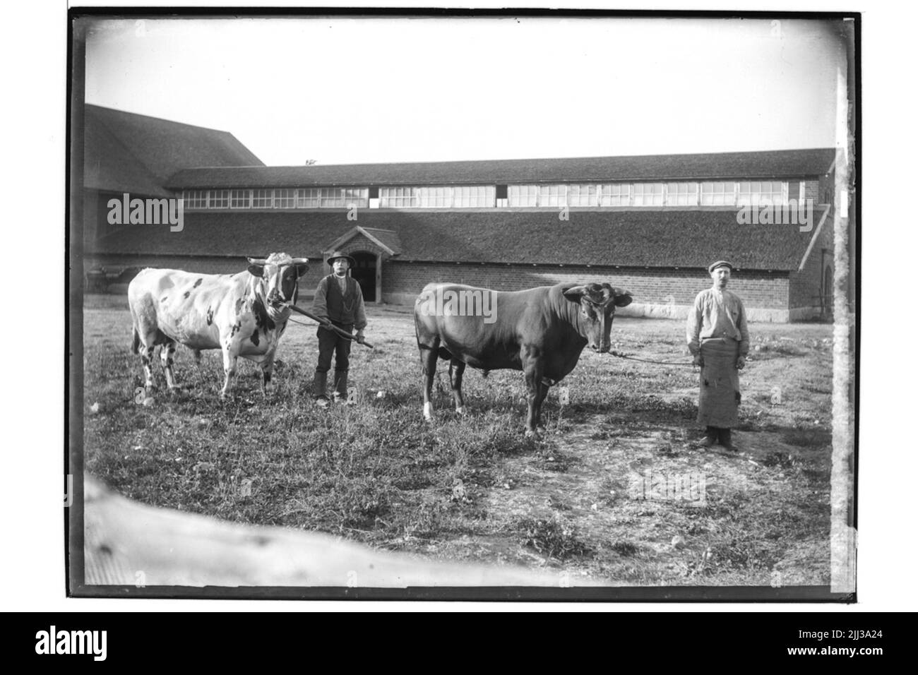 Bulls the Cut Out Stock Images & Pictures - Alamy