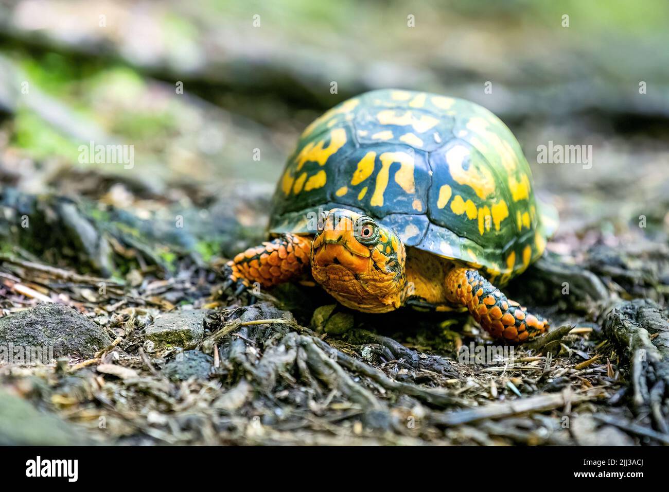 Cute Eastern box turtle close up portrait in the woods Stock Photo - Alamy