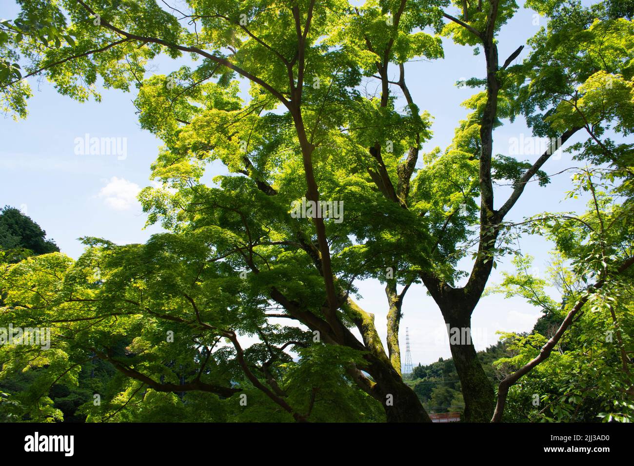 Massive Ancient Japanese Maple Tree with Green Leafs in Japan in summer ...