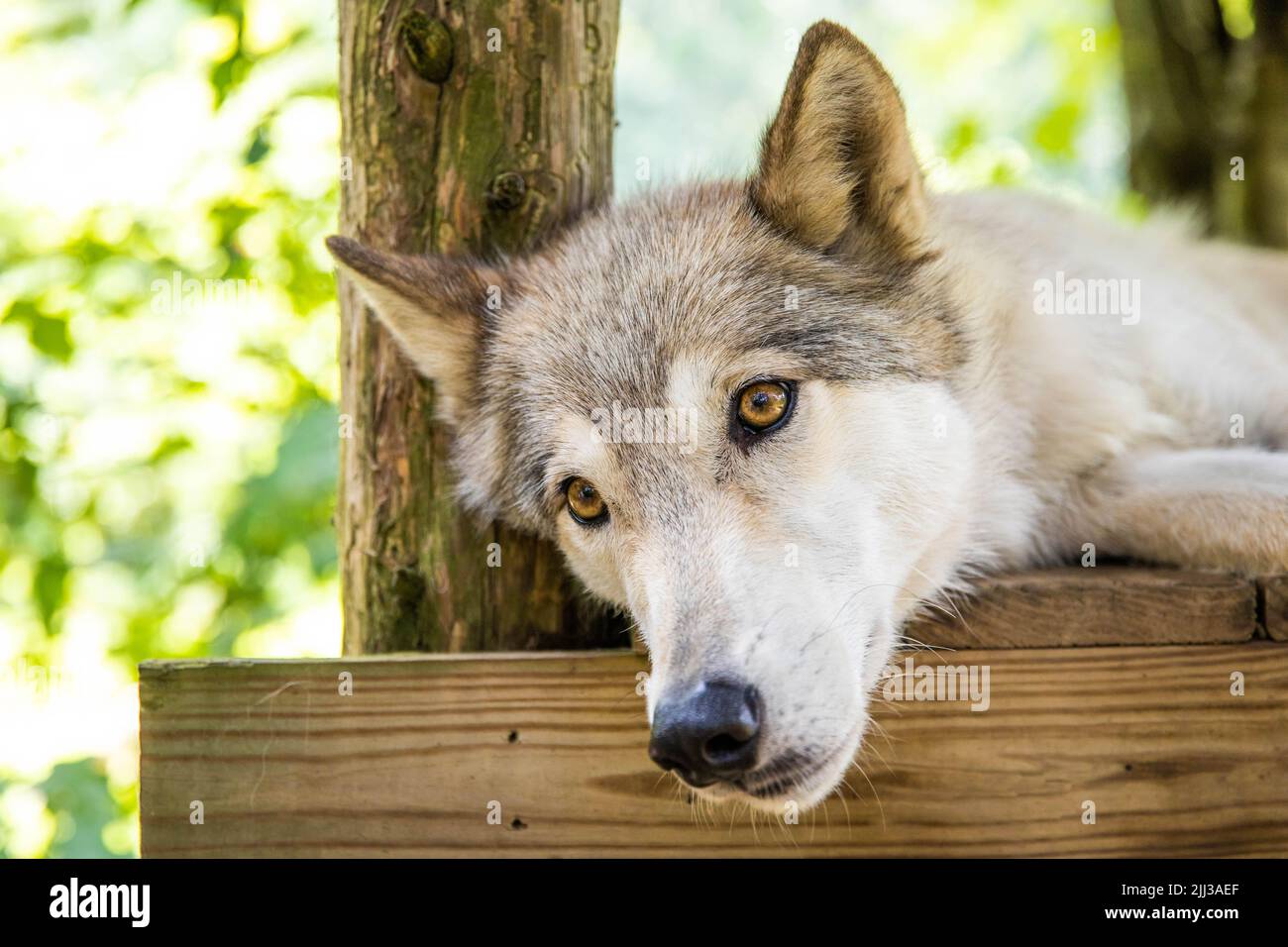 Timber laying in hi-res stock photography and images - Alamy