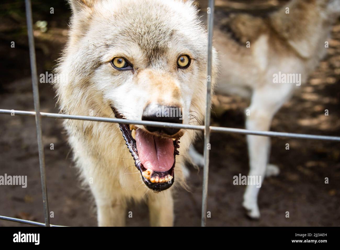 Angry guard dog looking from the cage barking dangerous Stock Photo - Alamy